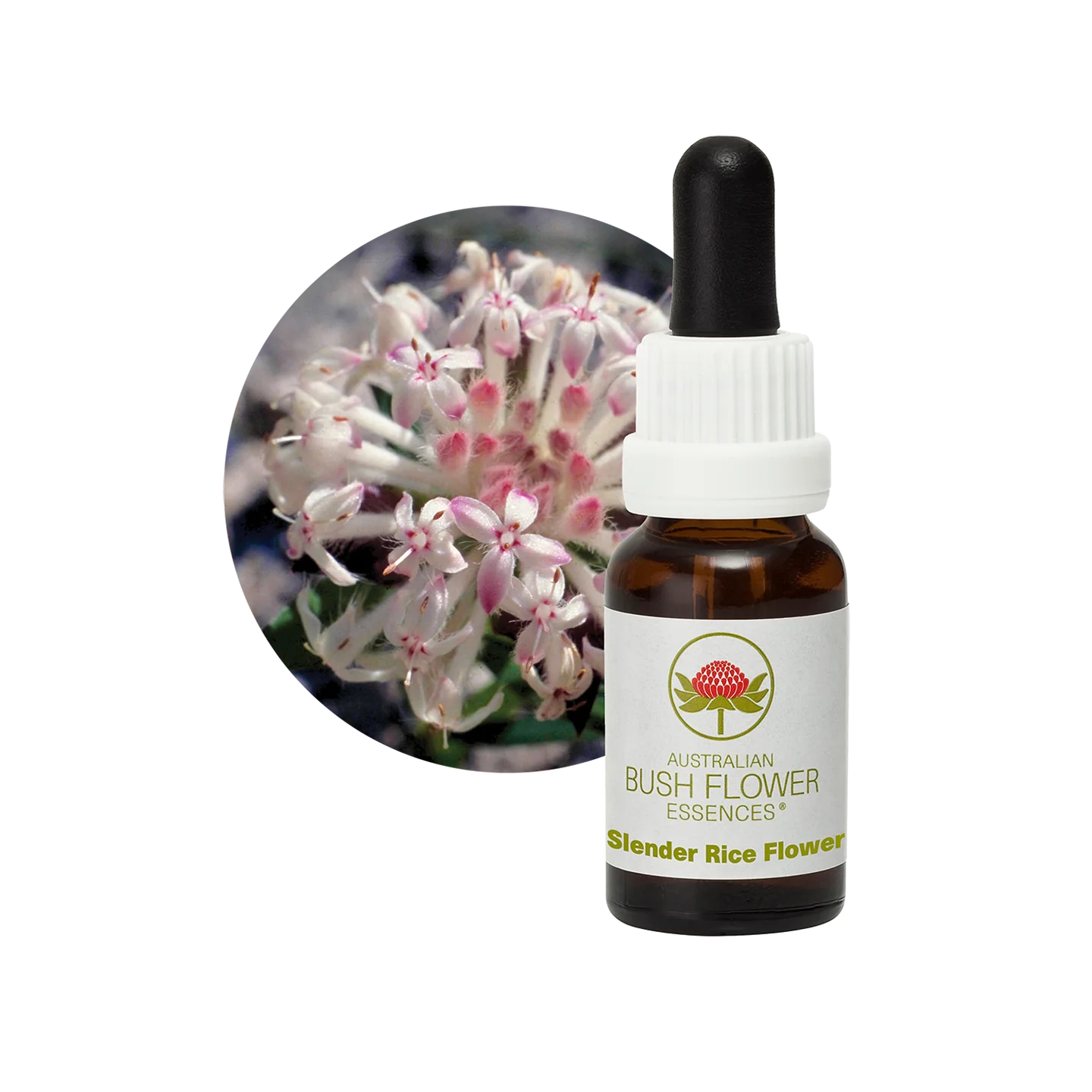 Australian Bush Flower Essences Slender Rice Flower 30ml – Nurtured ...