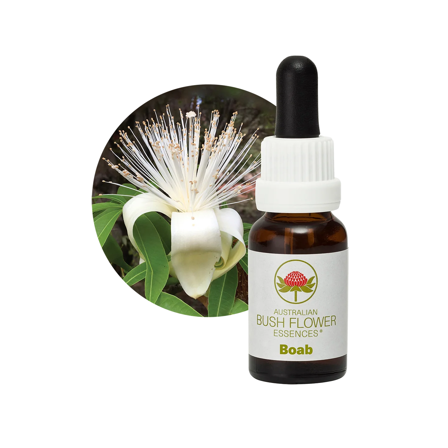 Australian Bush Flower Essences Boab – Nurtured Vitality